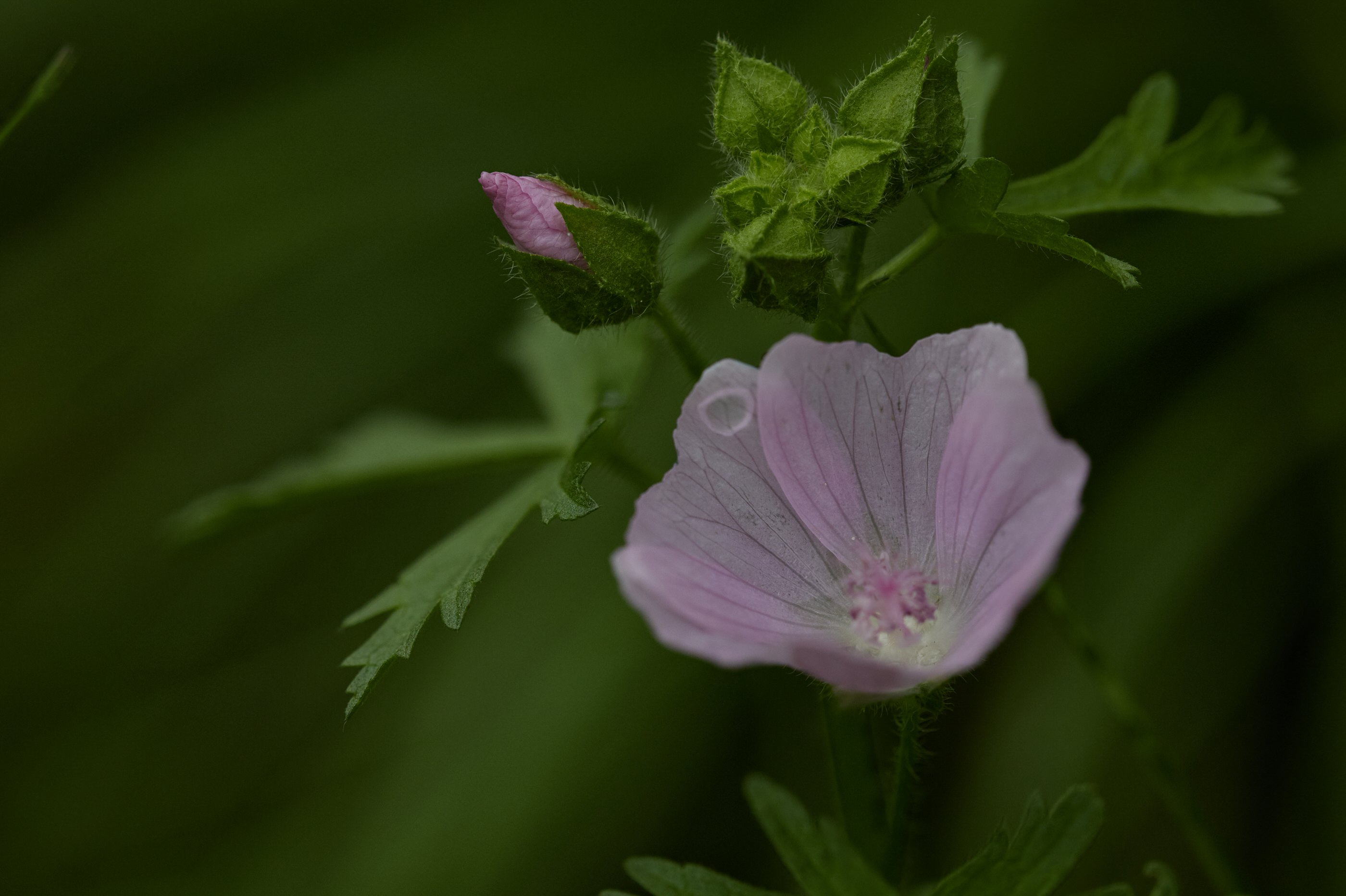 Moschus Malve Malva moschata